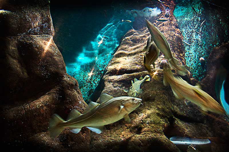 Havets Hus - Schwedenstube - Dein Portal für Reisen nach Schweden