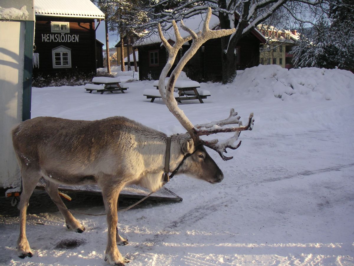 Das Rentier – Haustier der Samen | Die Schwedenstube - Dein Portal nach ...